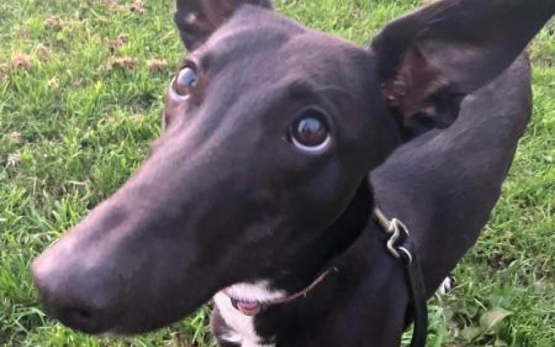 Dog - Details | Greyhounds as Pets